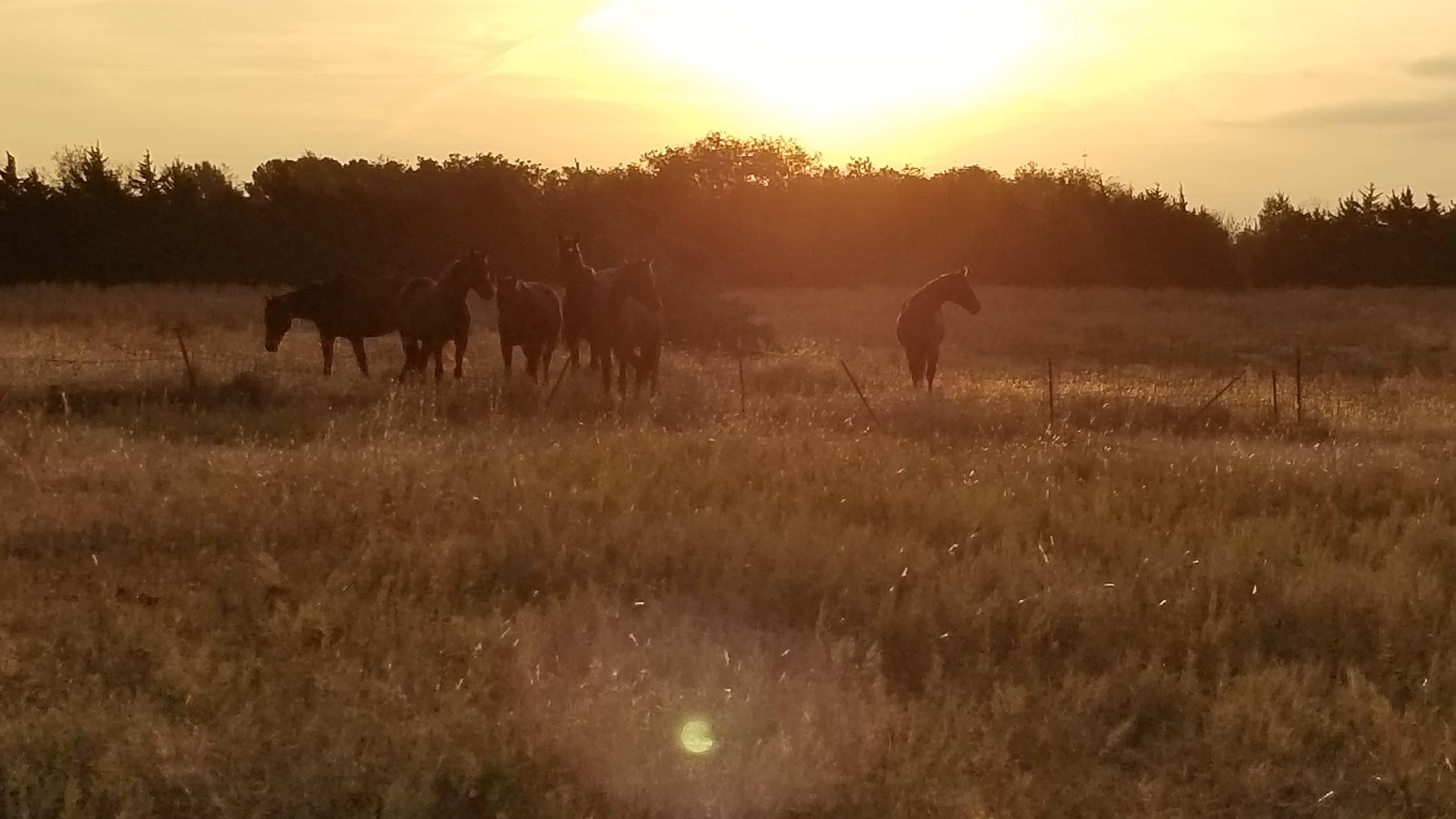 How Does My Donation Help? | Dragon Stables Equine Center