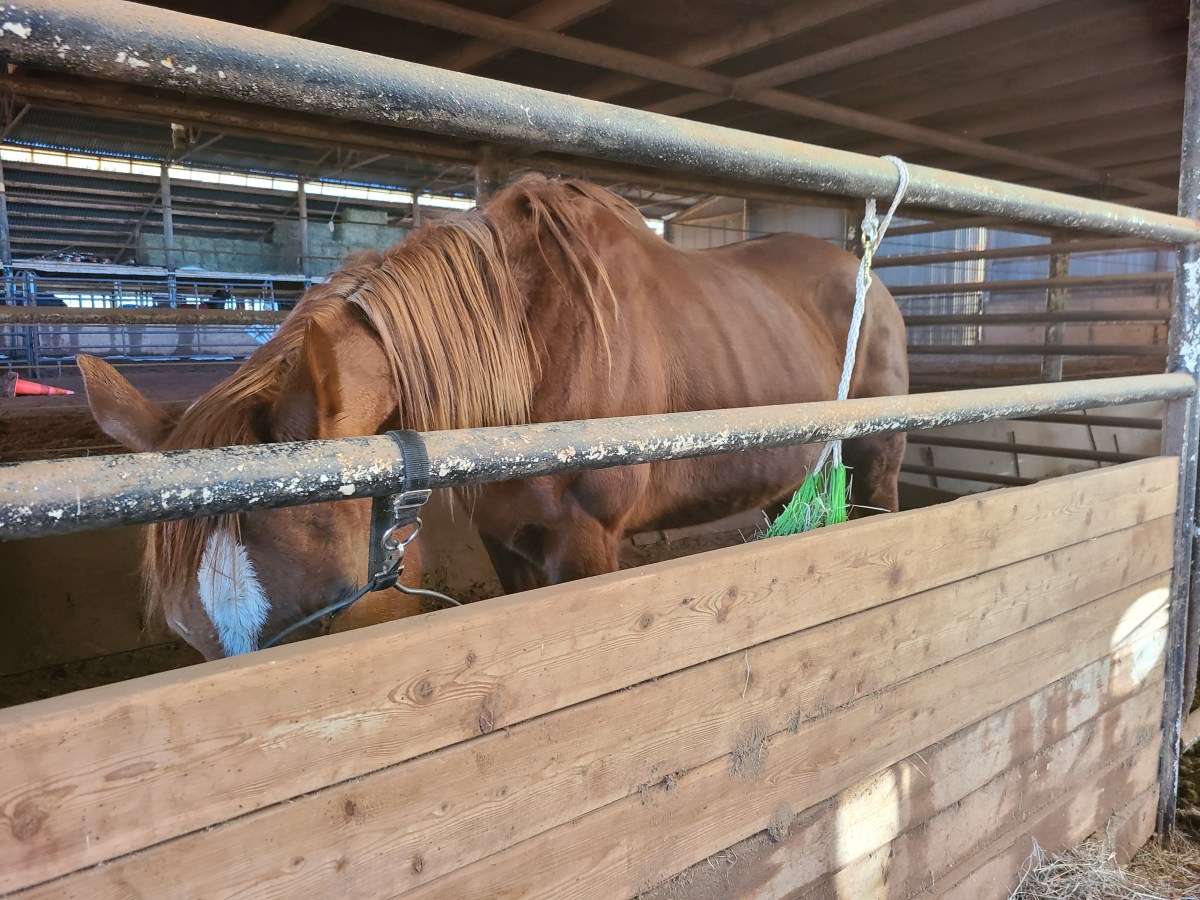 HHPS? | Dragon Stables Equine Center