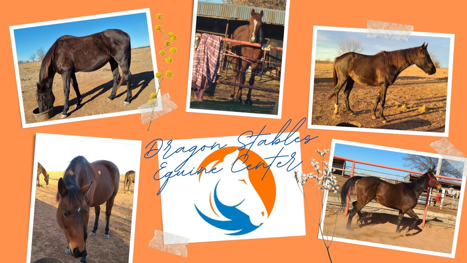 Our History | Dragon Stables Equine Center