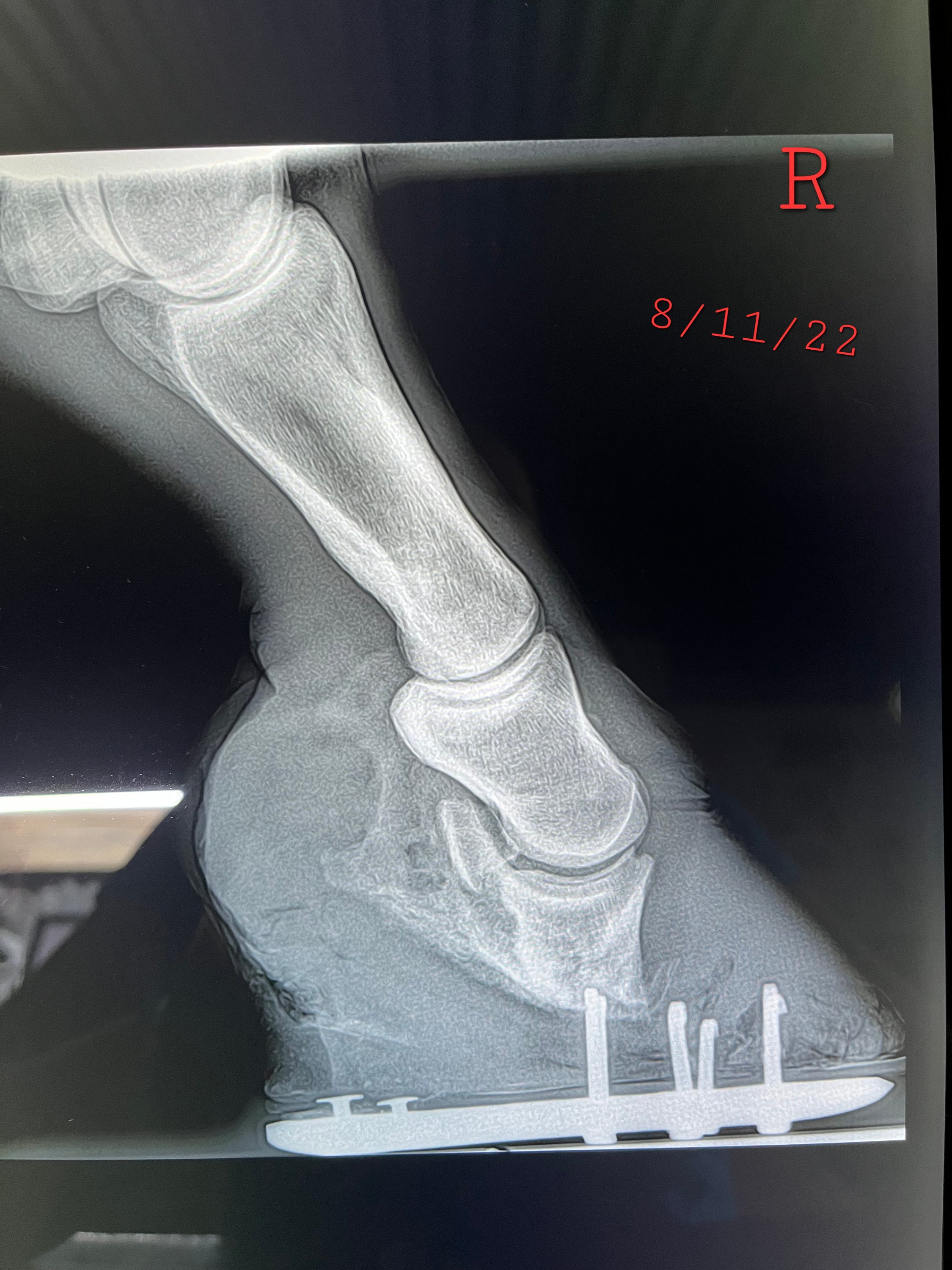 Saying Goodbye | Dragon Stables Equine Center