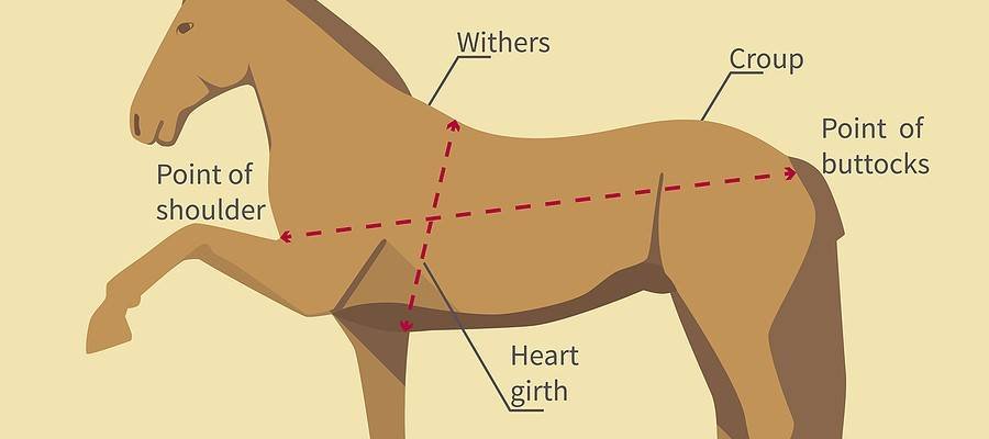Why WEIGH (Part 1/?) | Dragon Stables Equine Center